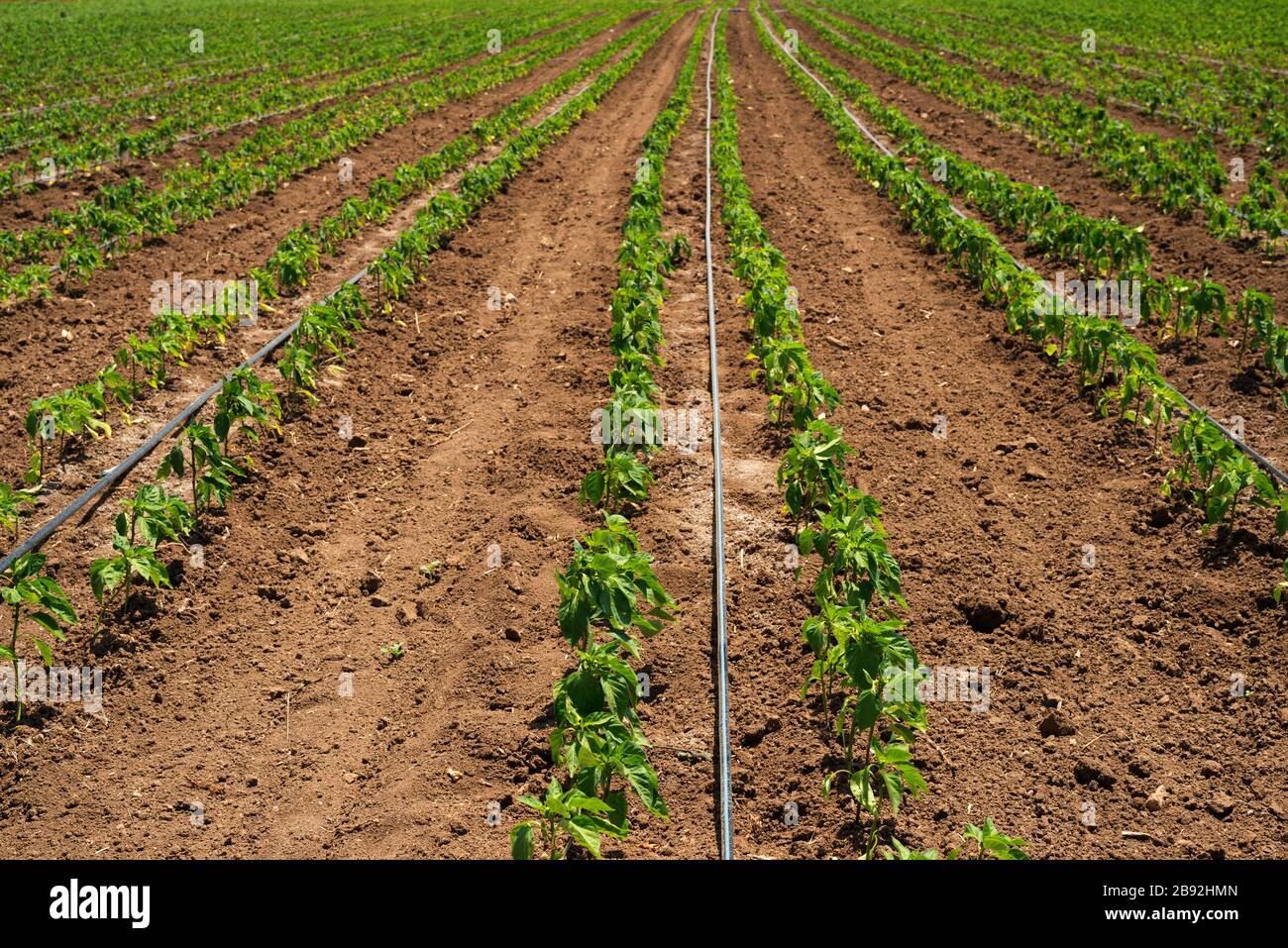 Plant row pepper hi-res stock photography and images - Alamy