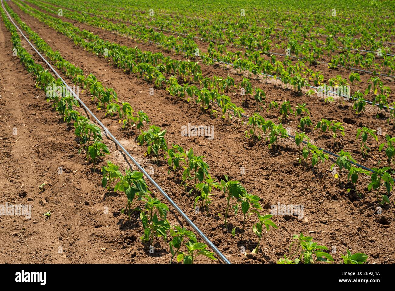 rows of pepper plants on the field - copy space Stock Photo - Alamy