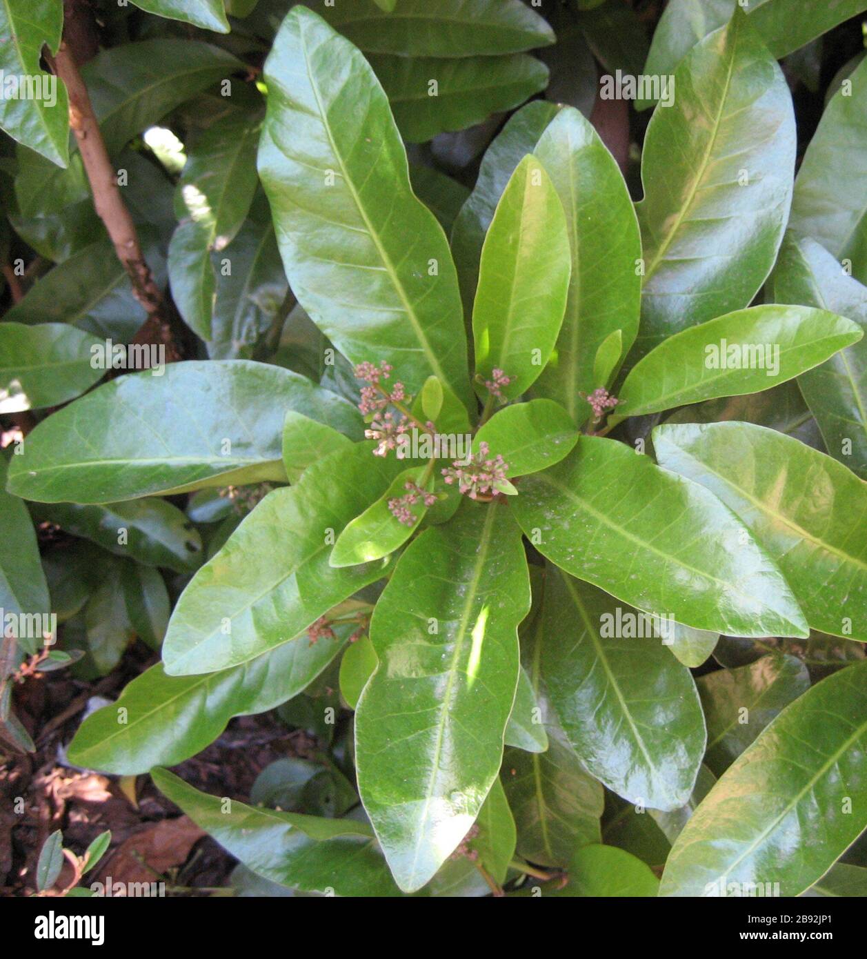 Pisonia tree hi-res stock photography and images - Alamy