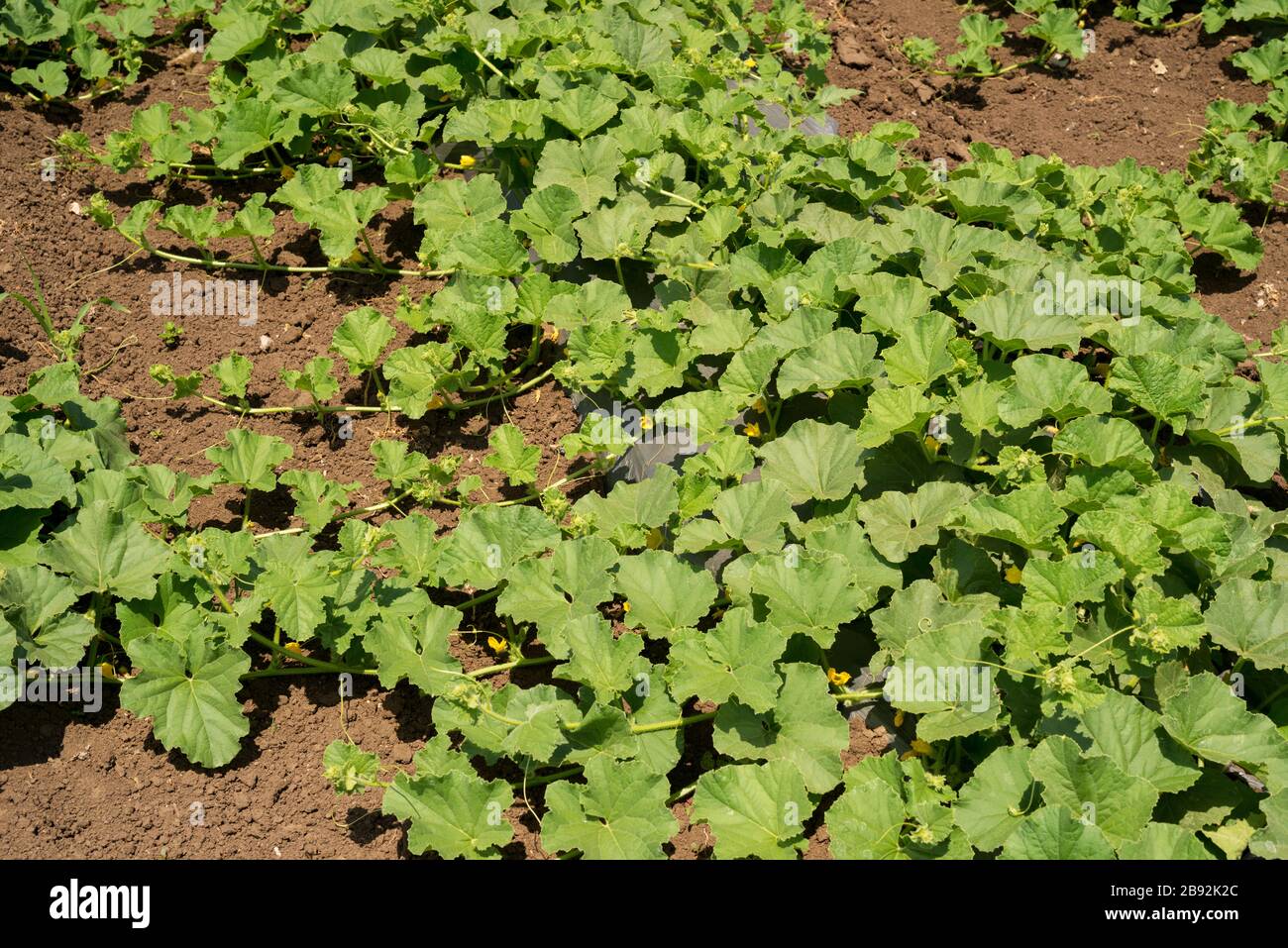 Melon plant hi-res stock photography and images - Alamy