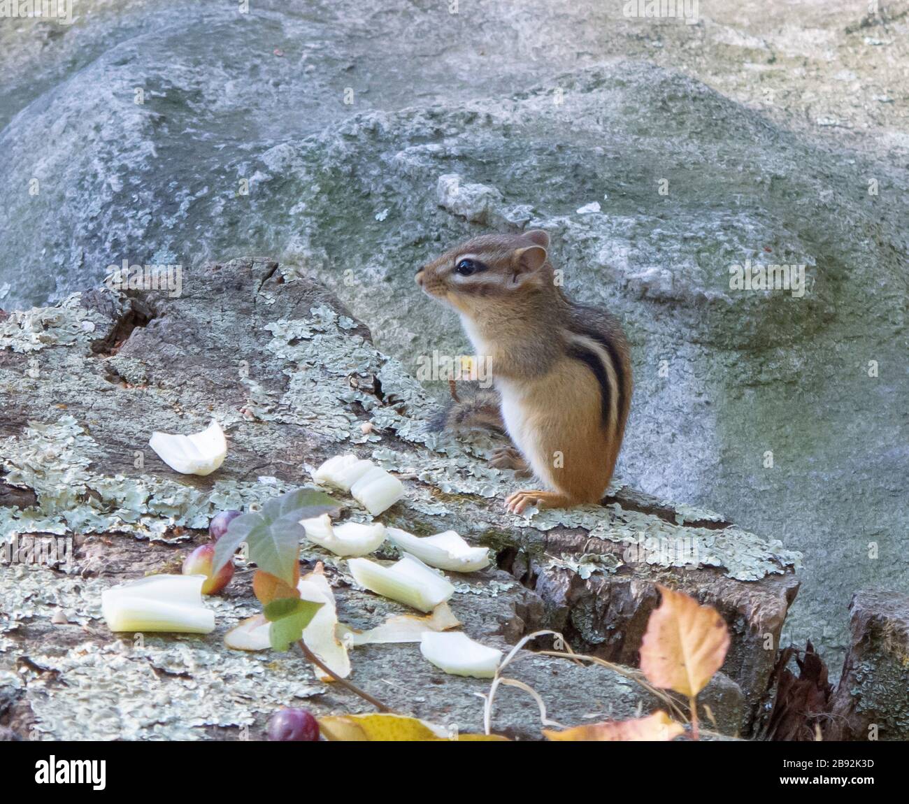 Chip monk hi-res stock photography and images - Alamy