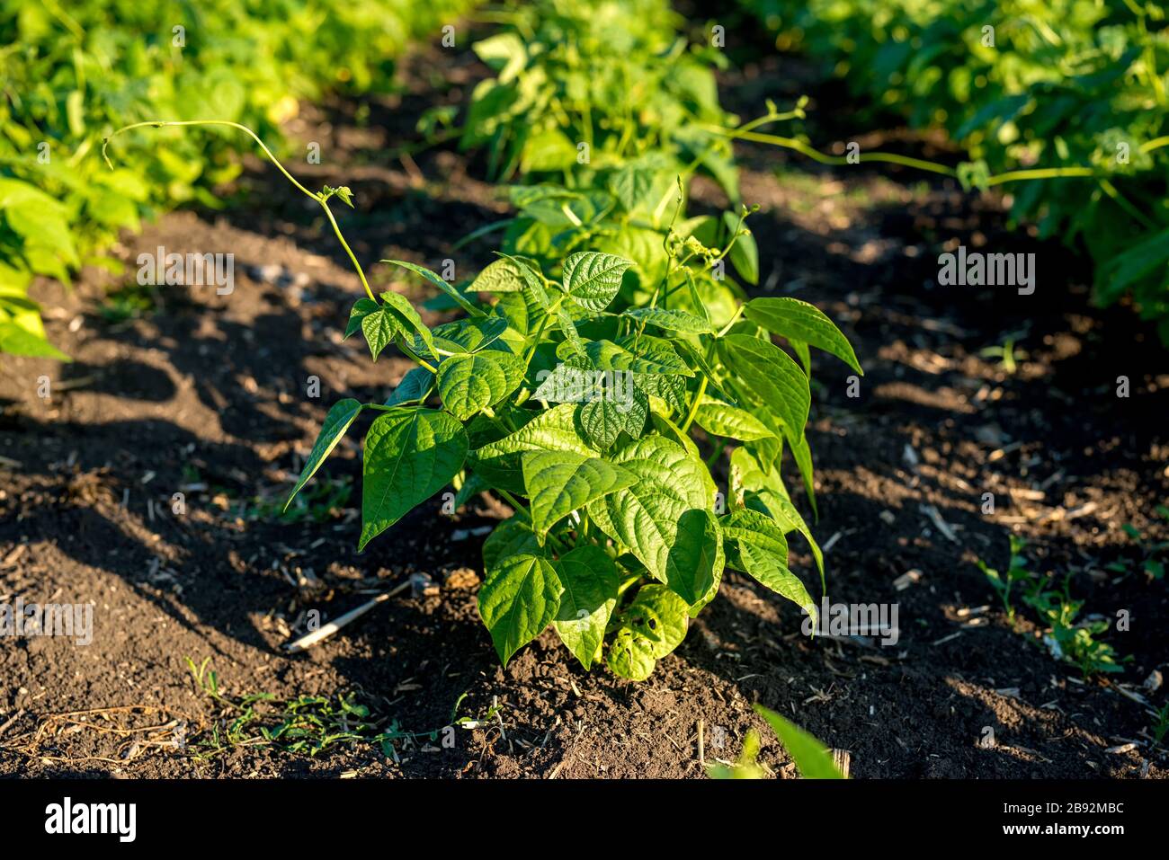 Harvest in bean garden selective hi-res stock photography and images - Alamy