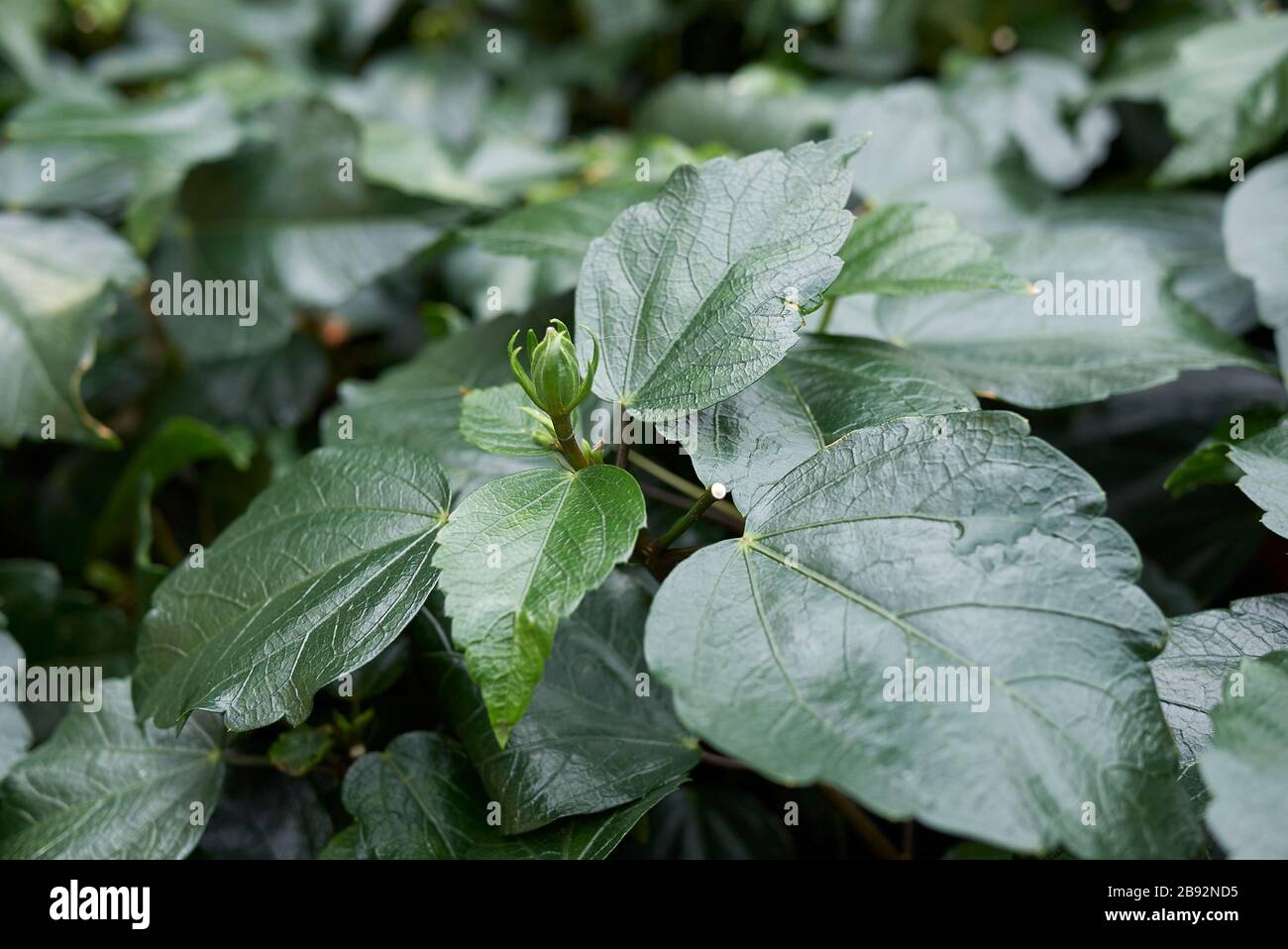 Hibiscus rosa-sinensis shrub in bloom Stock Photo - Alamy