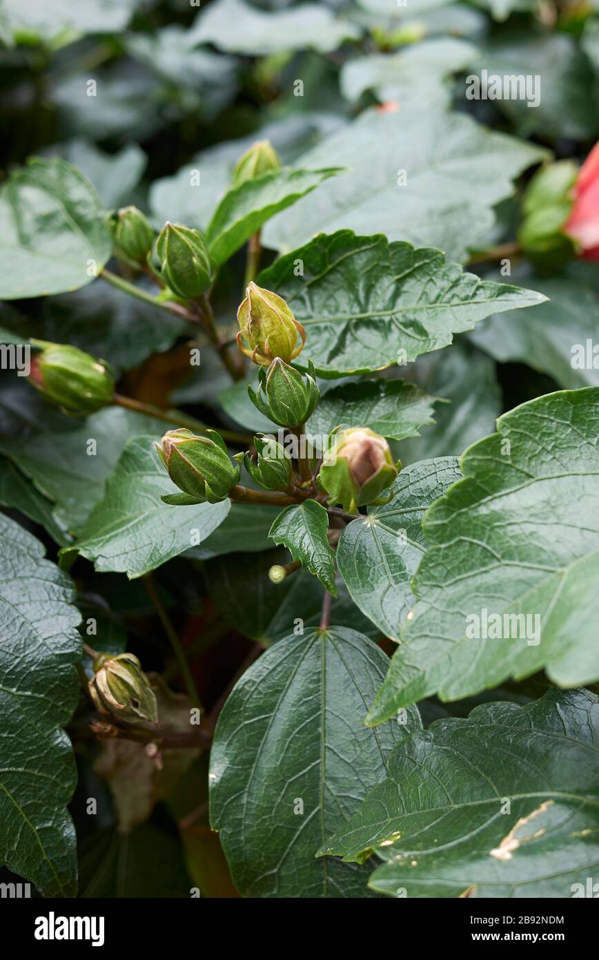 Hibiscus shrub hi-res stock photography and images - Alamy