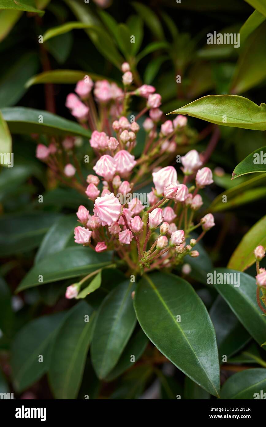 White kalmia hi-res stock photography and images - Alamy