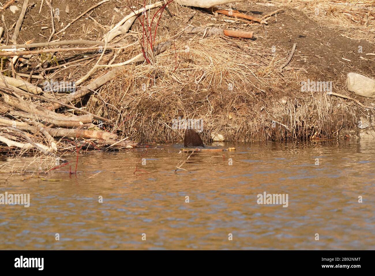 Fat Beaver High Resolution Stock Photography and Images - Alamy