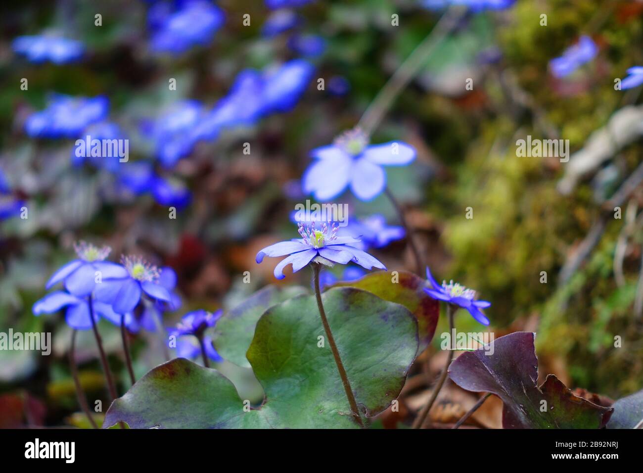 Pink hepatica hi-res stock photography and images - Alamy