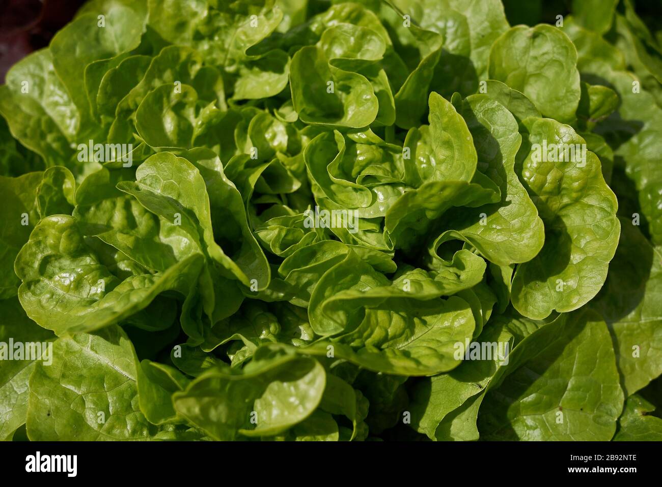 Lactuca sativa colorful plants Stock Photo - Alamy