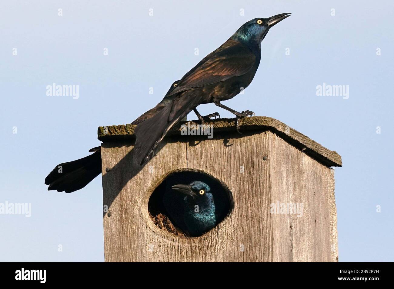 Common Grackles in nesting box Stock Photo - Alamy