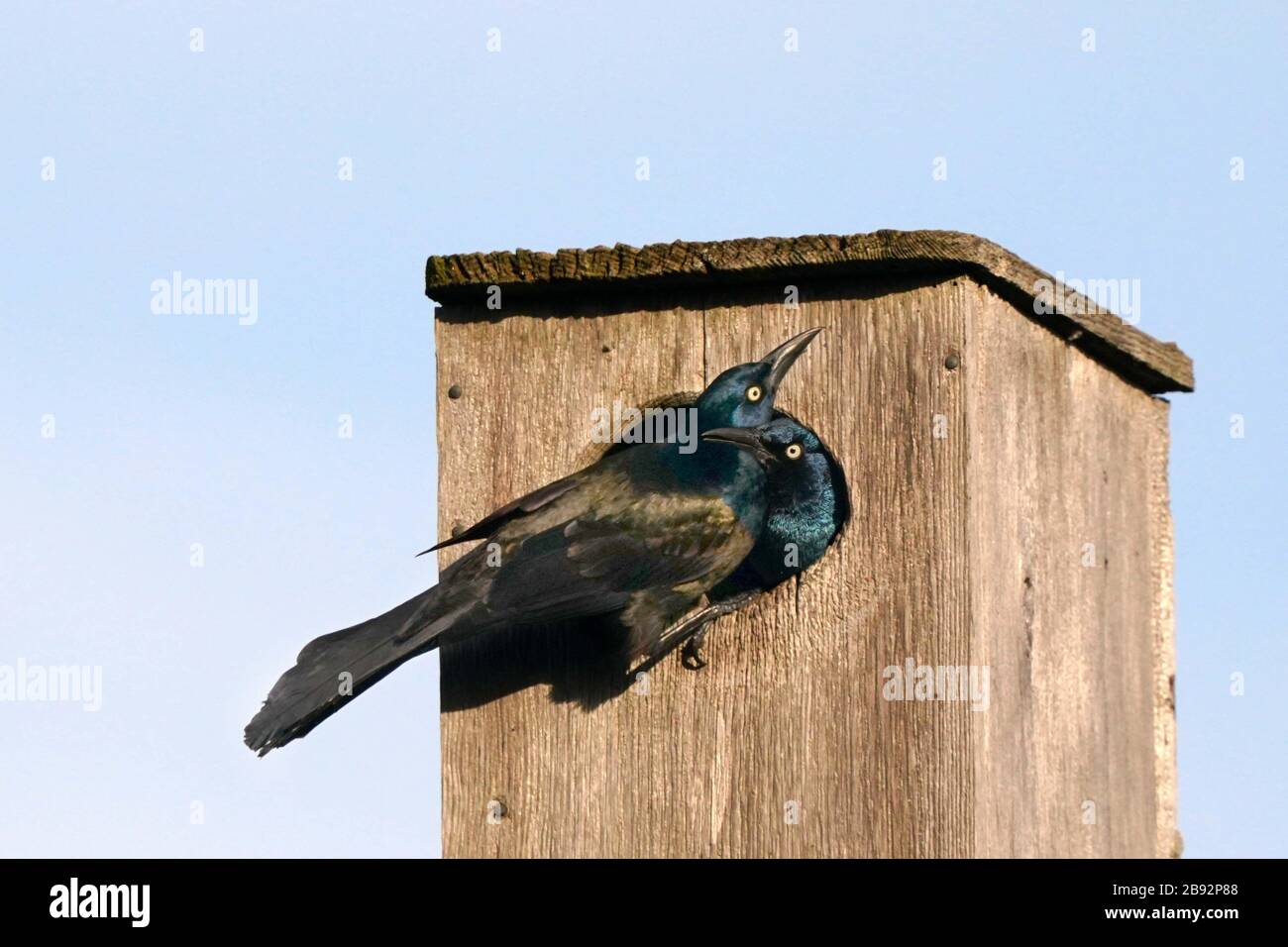Common blackbird nest with eggs hi-res stock photography and images - Alamy
