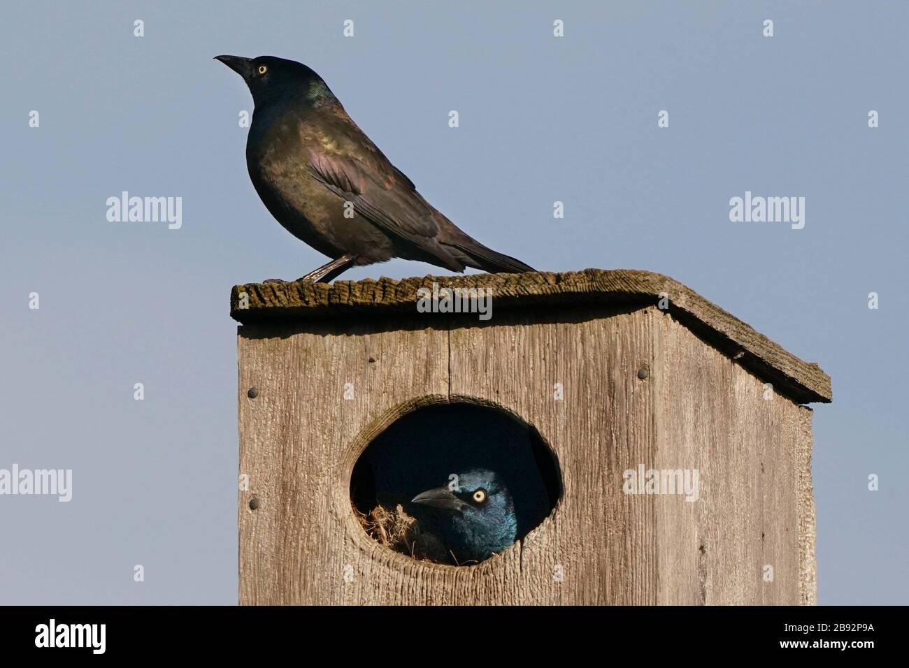 Common Grackles in nesting box Stock Photo - Alamy