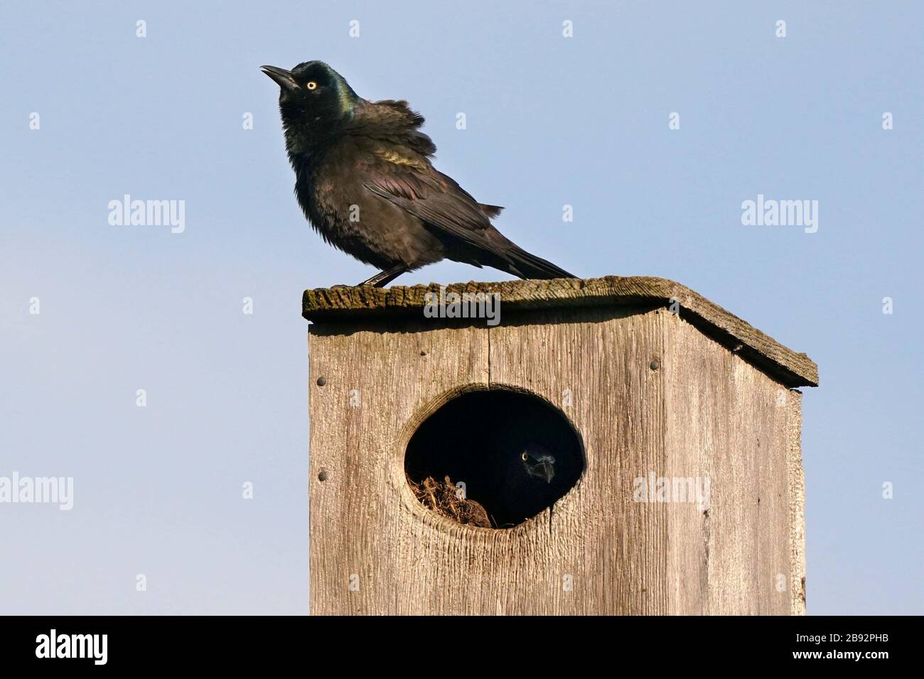 Common Grackles in nesting box Stock Photo - Alamy