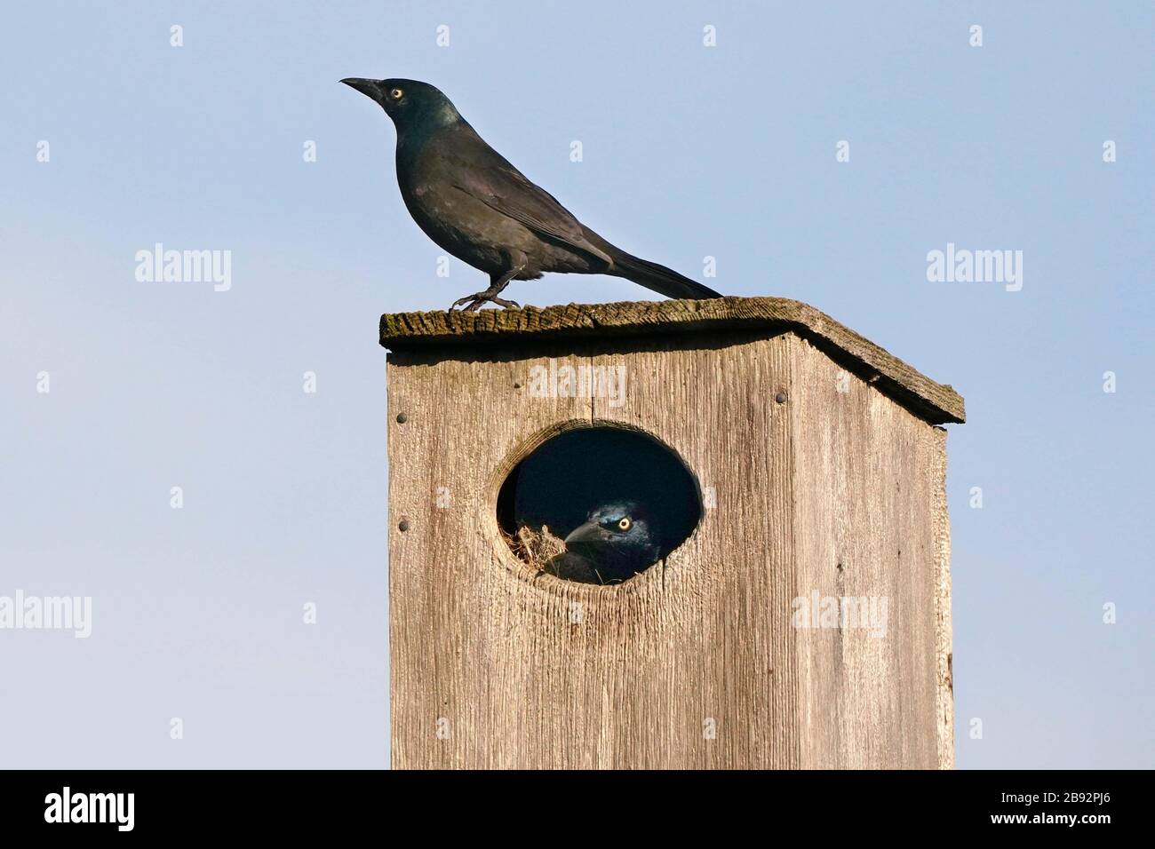Common Grackles in nesting box Stock Photo - Alamy