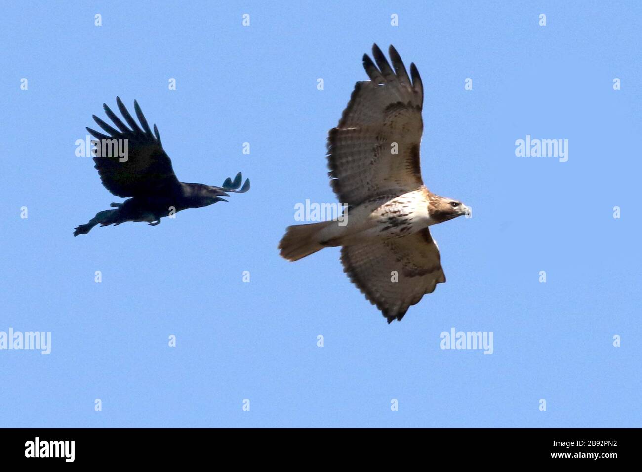 Black crows in red sky hi-res stock photography and images - Alamy