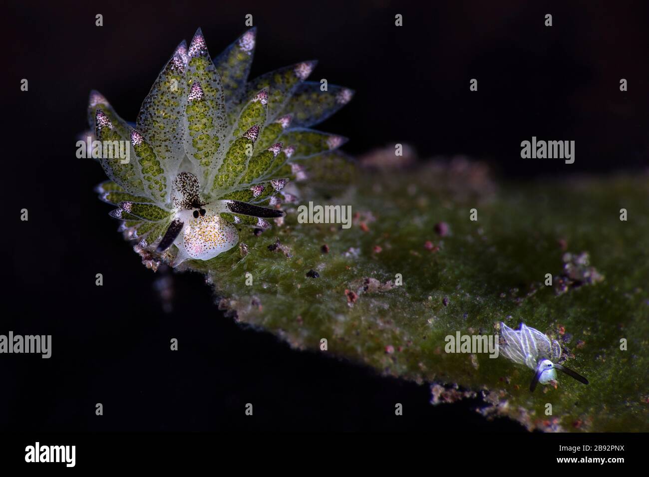 Leaf Sheep (Costasiella sp.) and Rabbit Costasiella (Costasiella usagi ...
