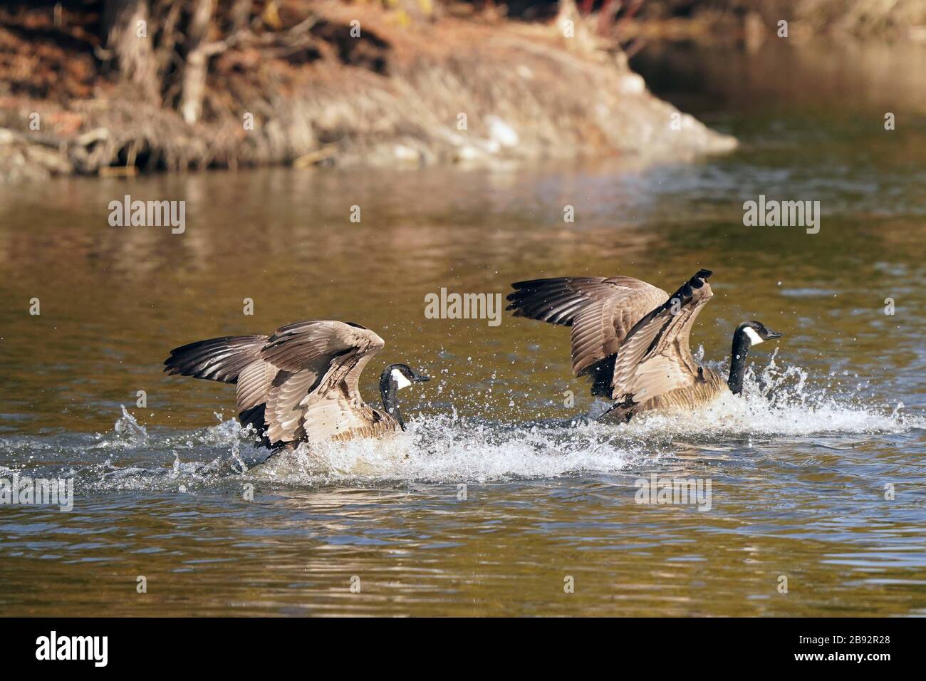 Life Cycle Of Canada Goose High Resolution Stock Photography and Images ...