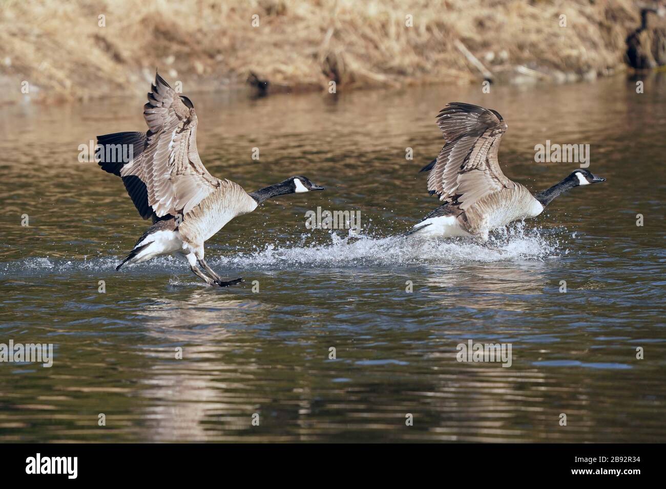 Life cycle of canada goose hi-res stock photography and images - Alamy