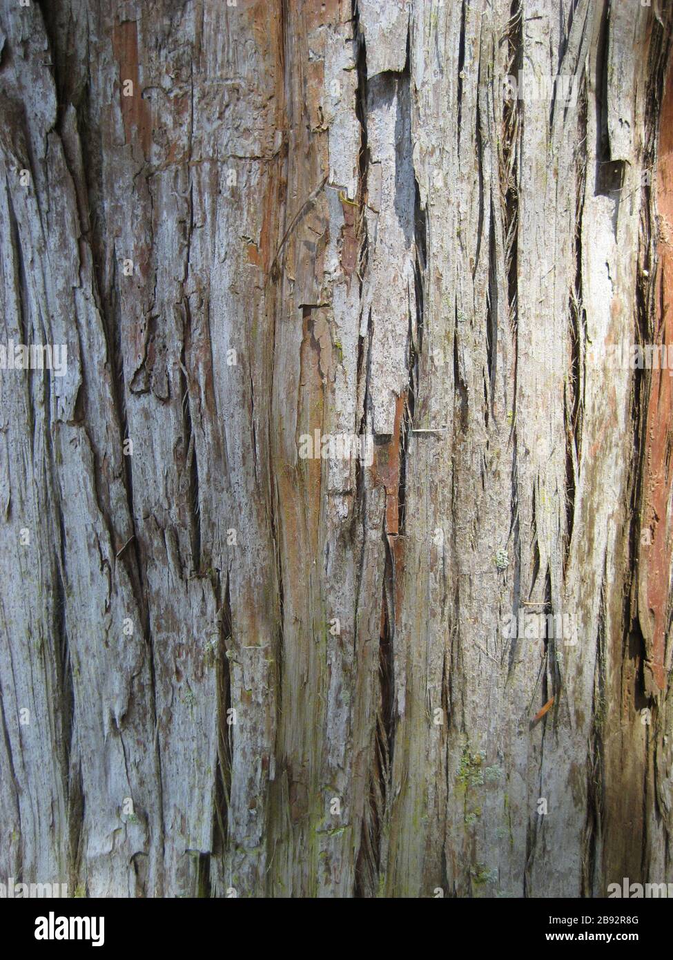 Podocarpus Totara High Resolution Stock Photography and Images - Alamy