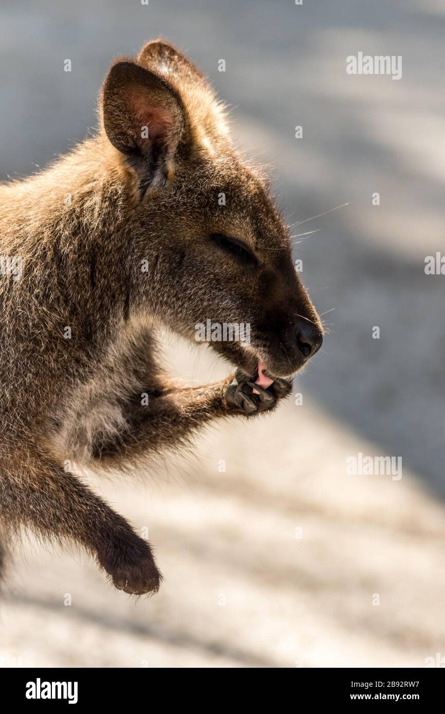Kangaroo Hands High Resolution Stock Photography and Images - Alamy