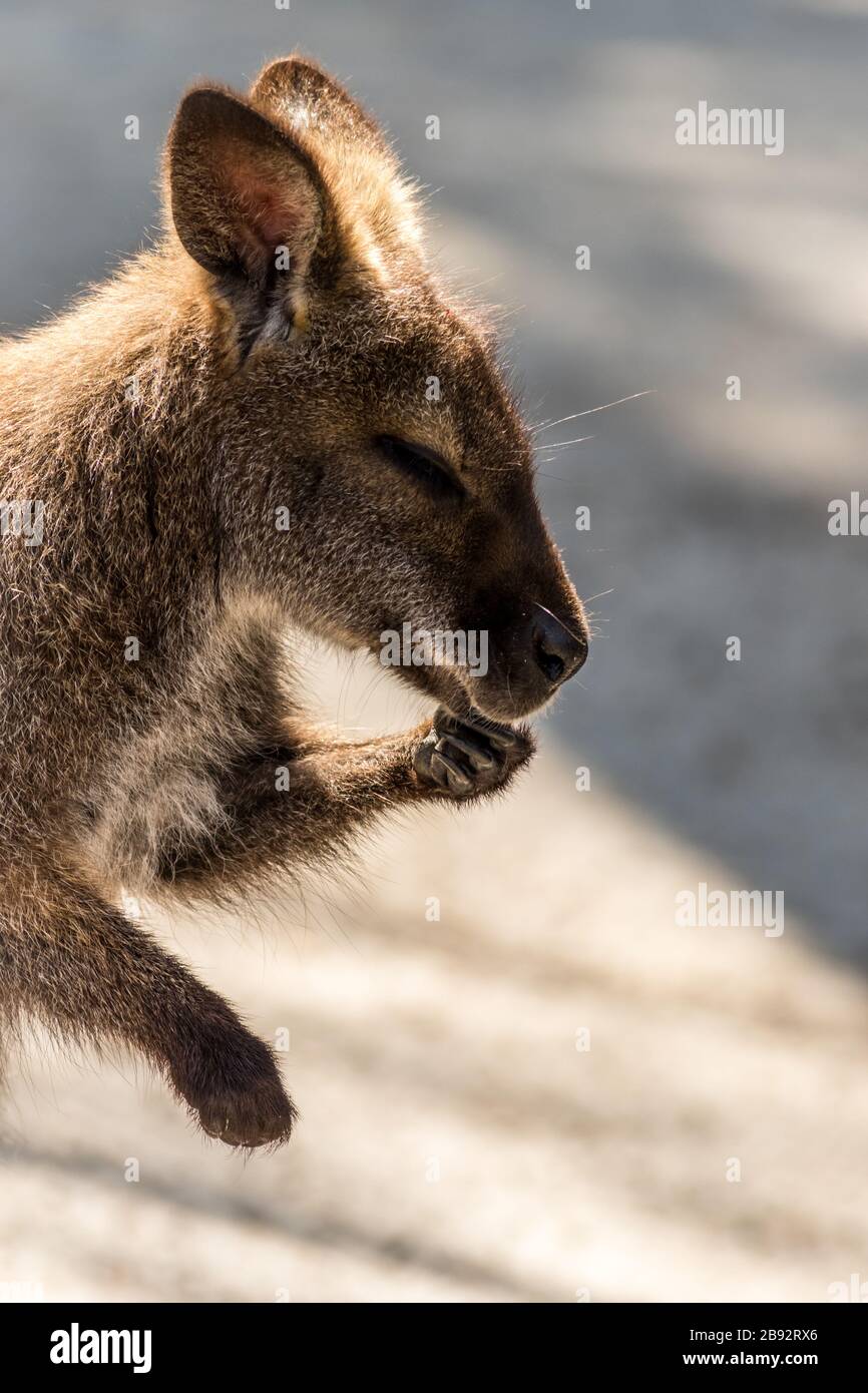 Kangaroo Hands High Resolution Stock Photography and Images - Alamy