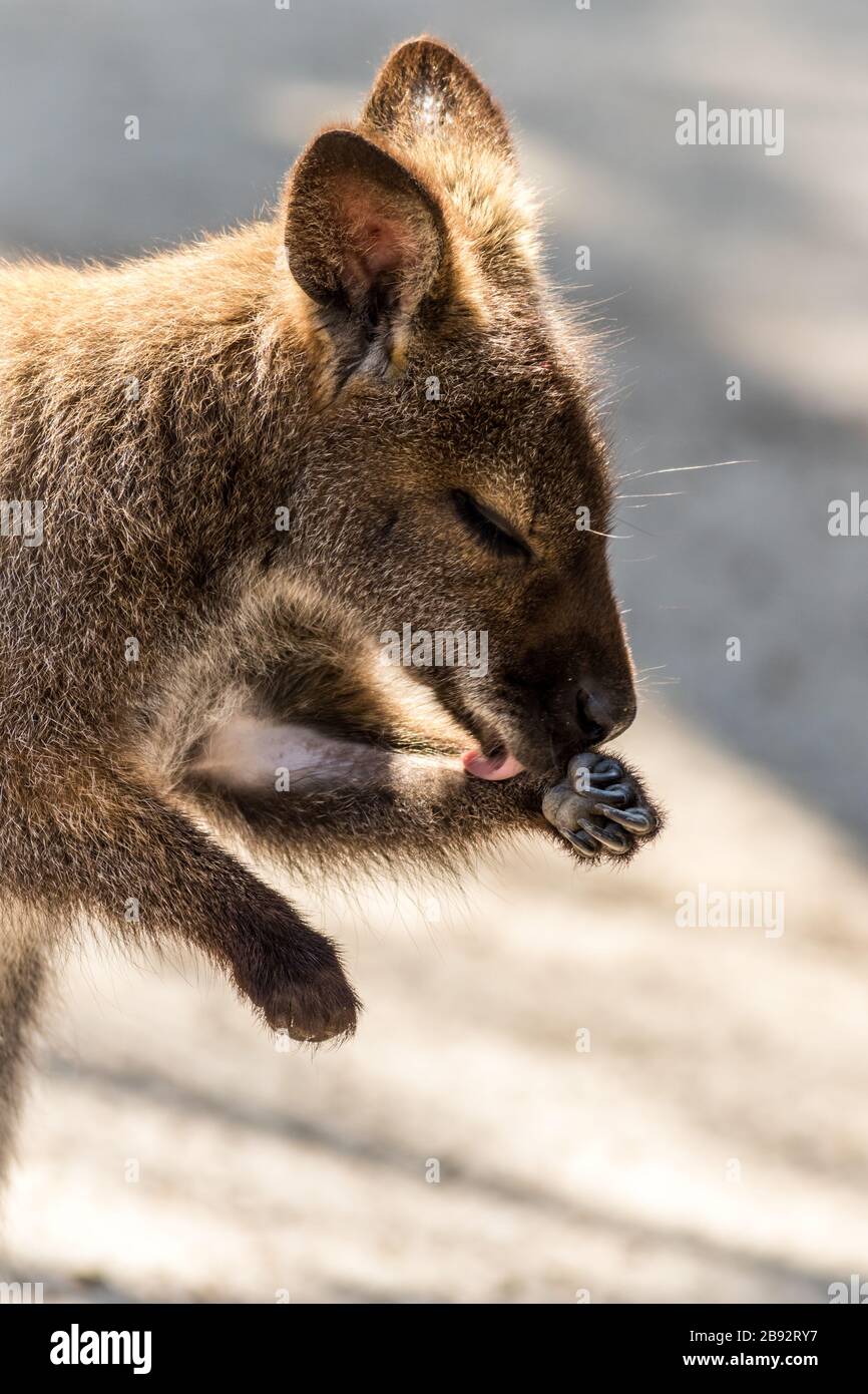 Kangaroo hands hi-res stock photography and images - Alamy