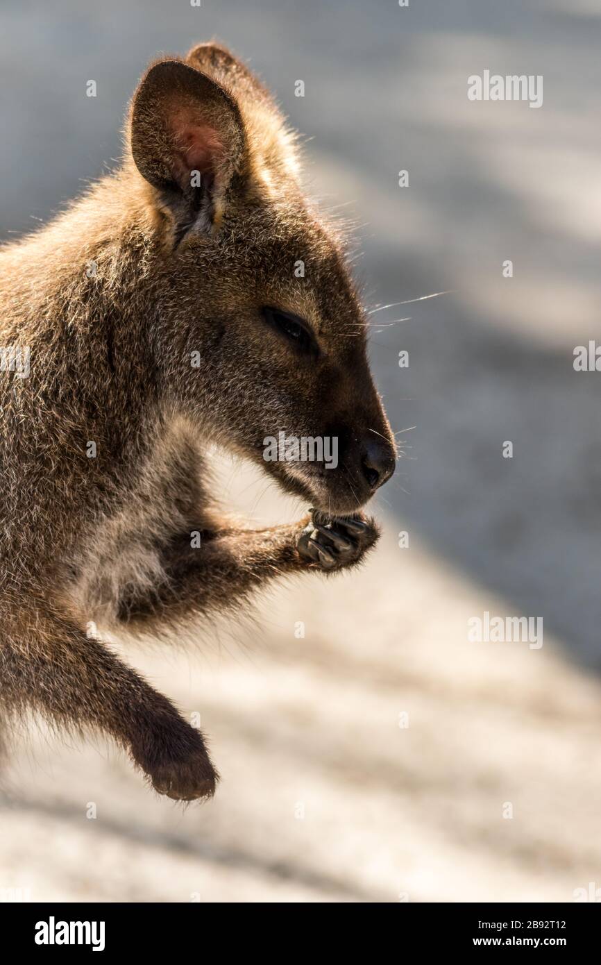 Kangaroo hands hi-res stock photography and images - Alamy