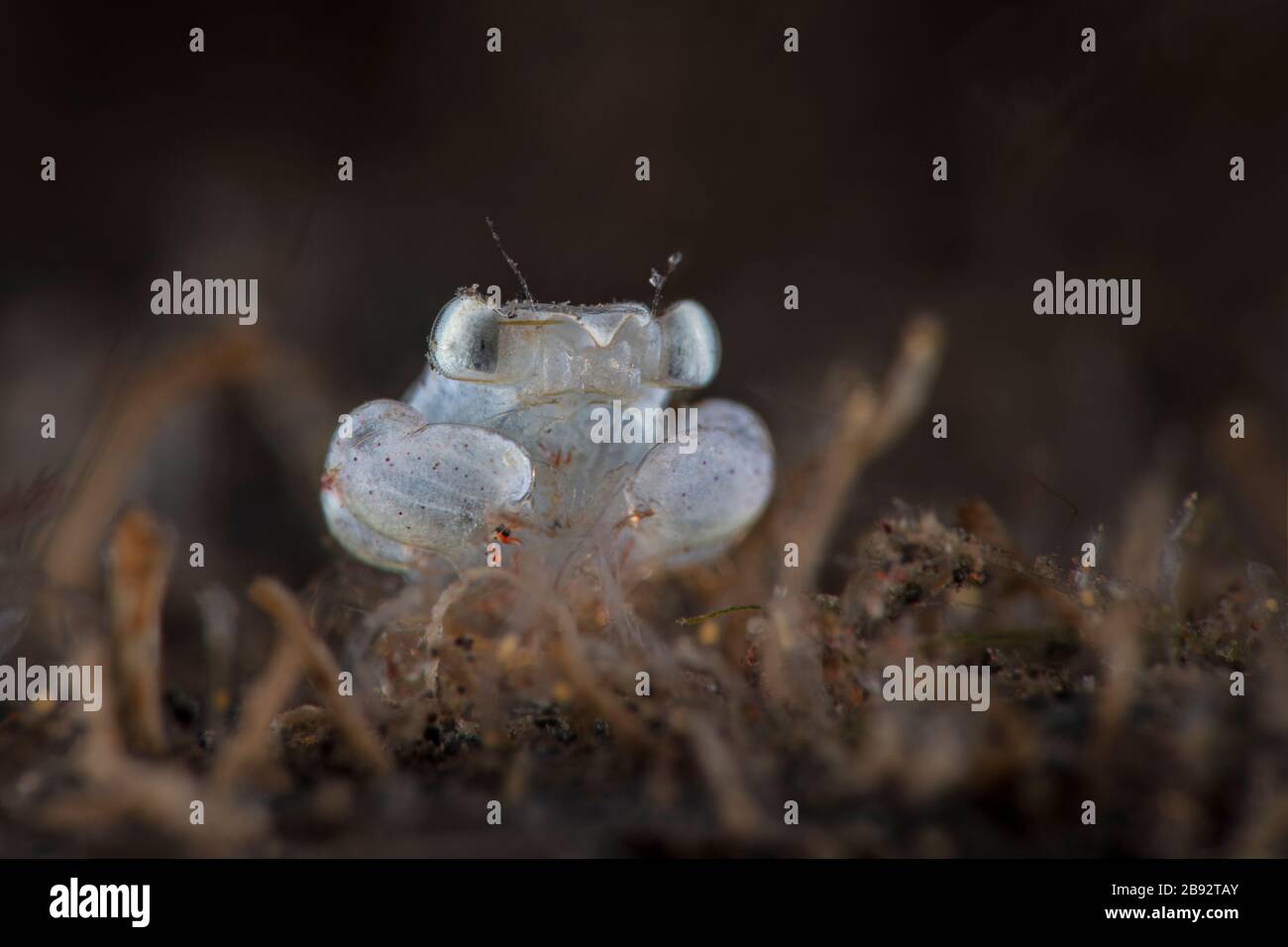 Megalopa hi-res stock photography and images - Alamy