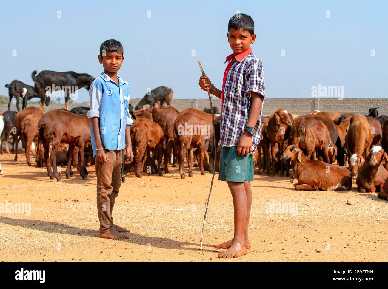 Two boys with a goat hi-res stock photography and images - Alamy