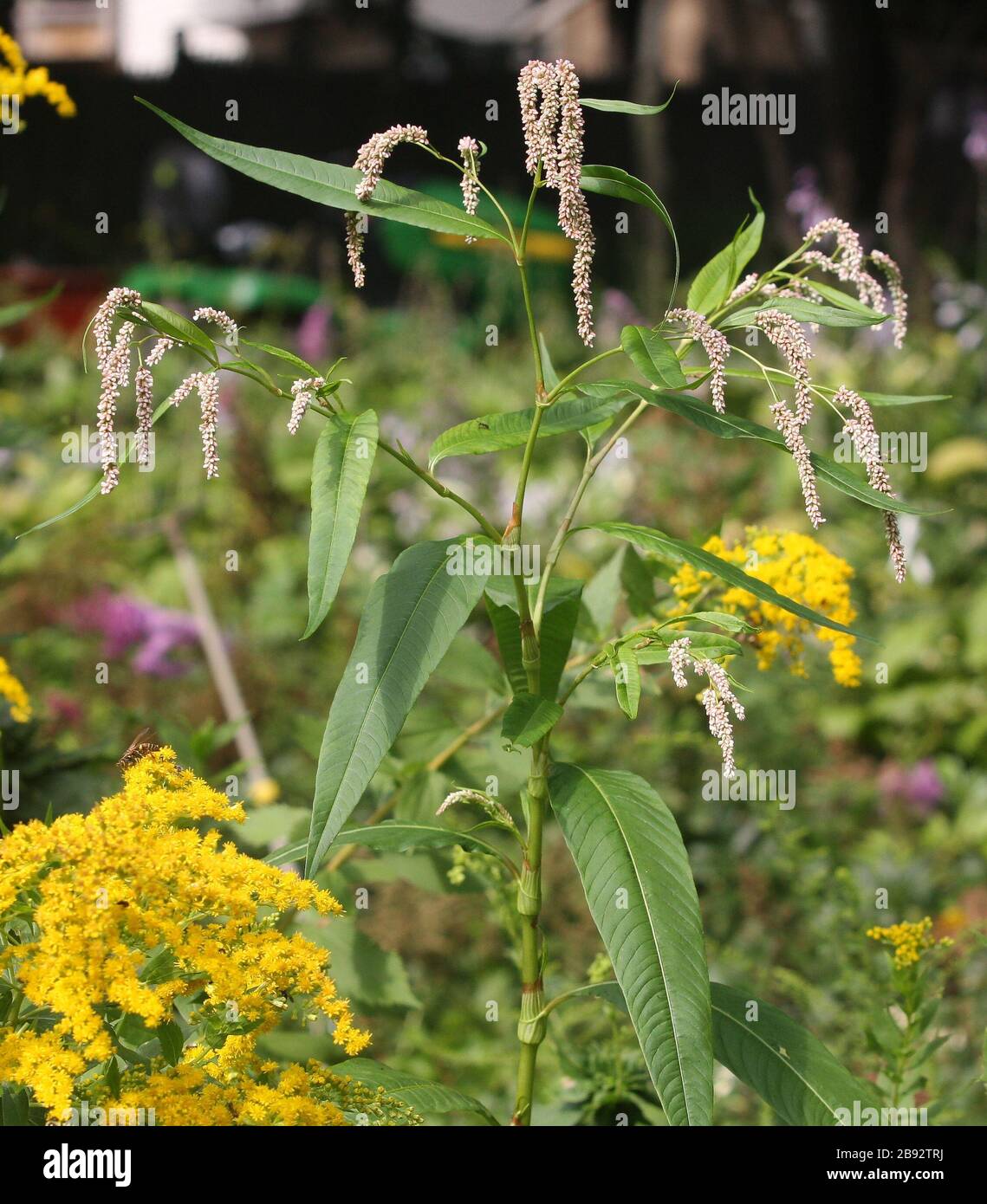 Polygonum lapathifolium hi-res stock photography and images - Alamy