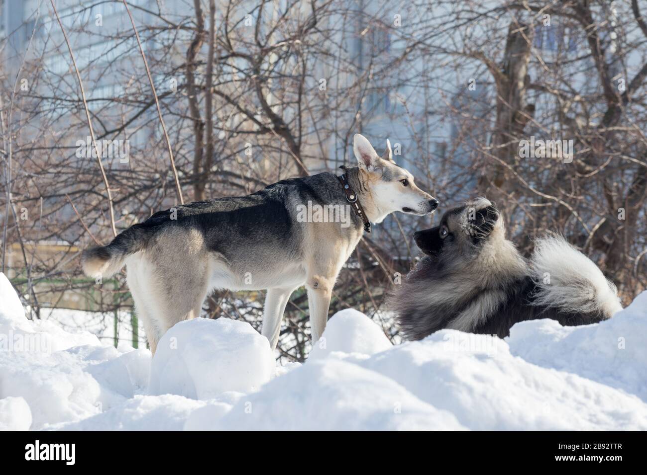 Cute deutscher wolfspitz puppy and multibred dog are playing on a white ...