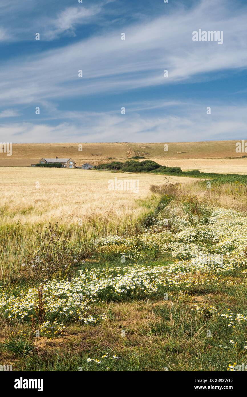 Country life scenery with a path leading into a field to a house in the ...