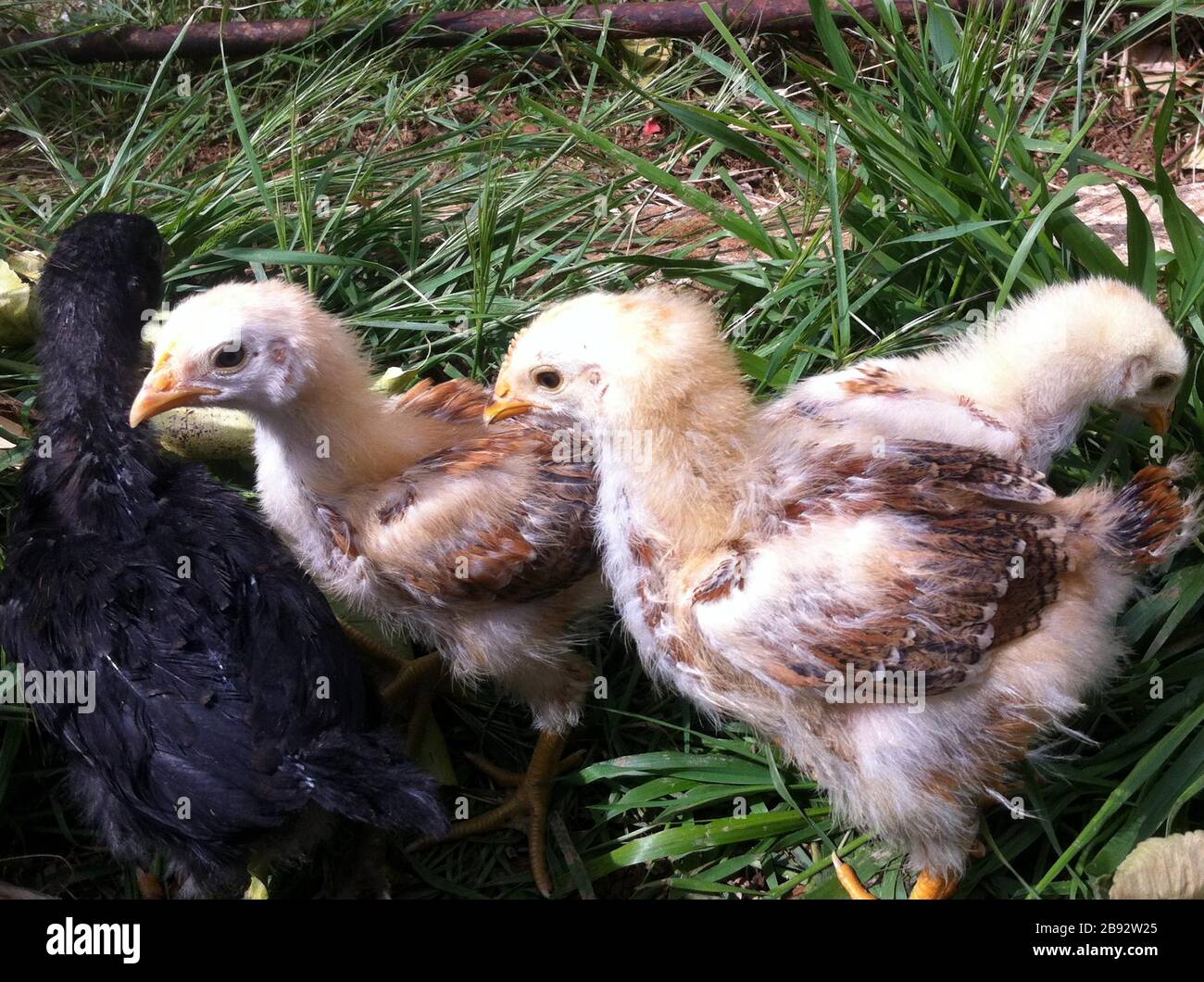 Black mother hen and chicks hi-res stock photography and images - Alamy