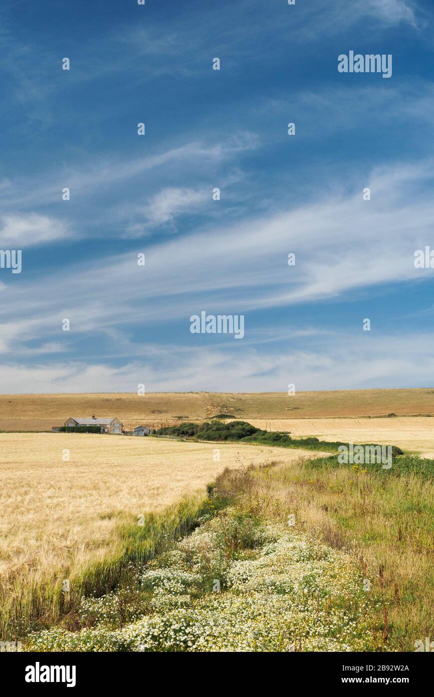 Country life scenery with a path leading into a field to a house in the ...