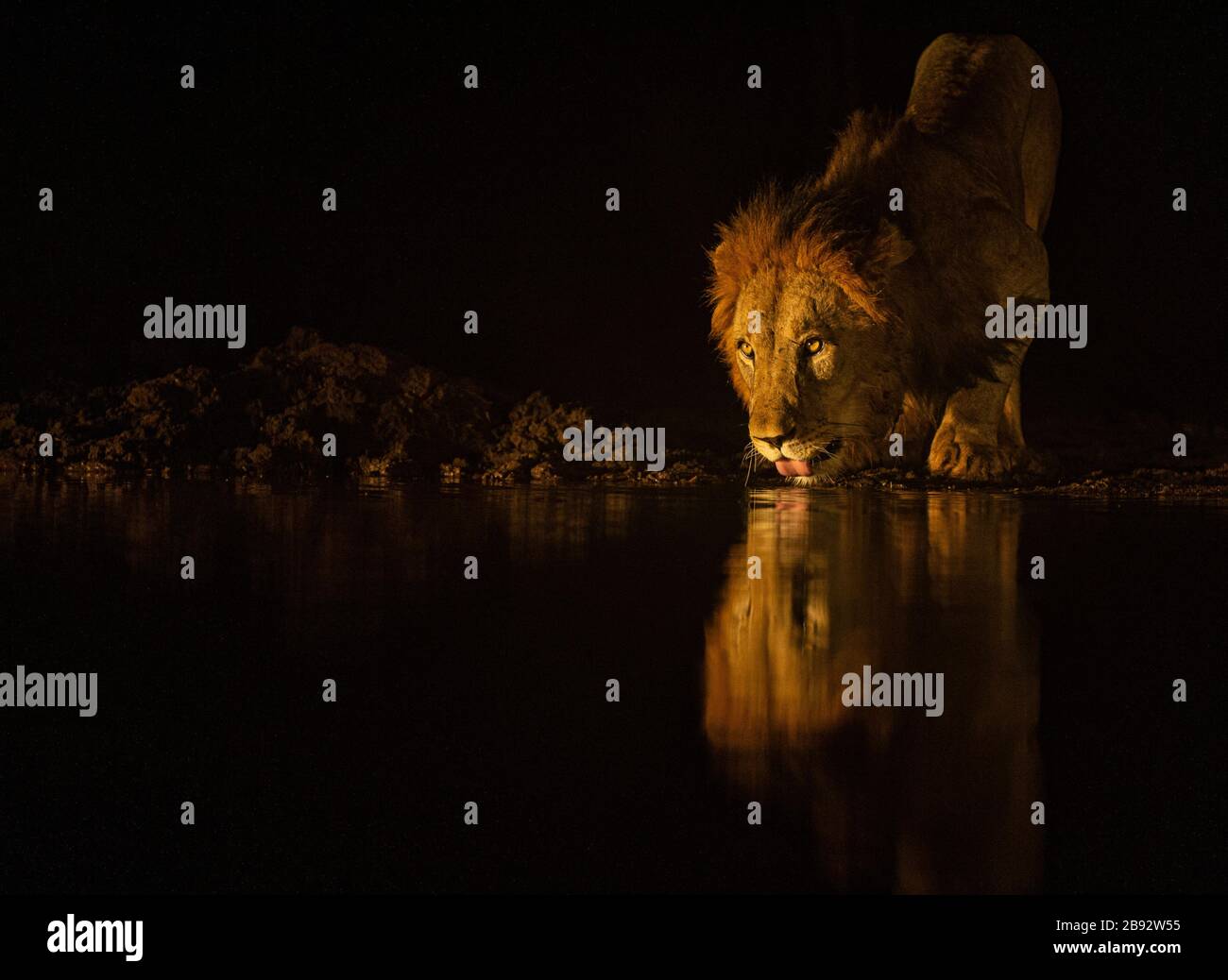Lion at waterhole at night Stock Photo - Alamy