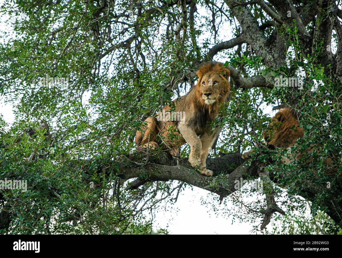 Lion in a tree Stock Photo - Alamy