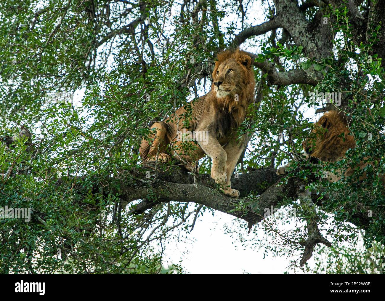 Lion in a tree Stock Photo - Alamy