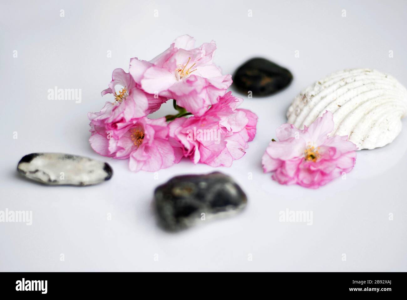 Wellness flower healing concept Stock Photo - Alamy