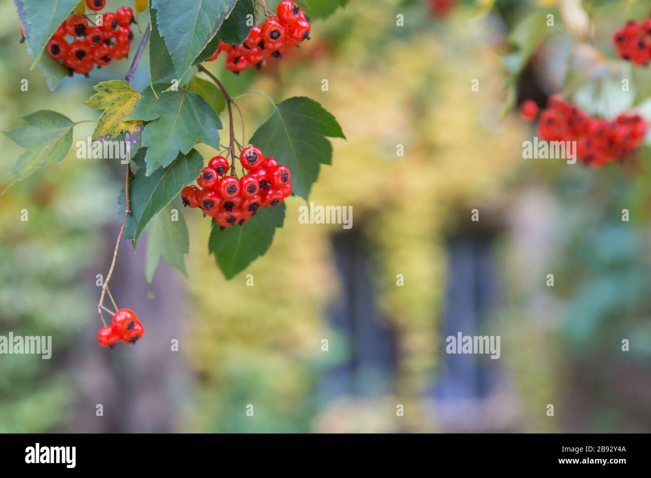 Colors of Autumn in Boston, Massachusetts Stock Photo - Alamy