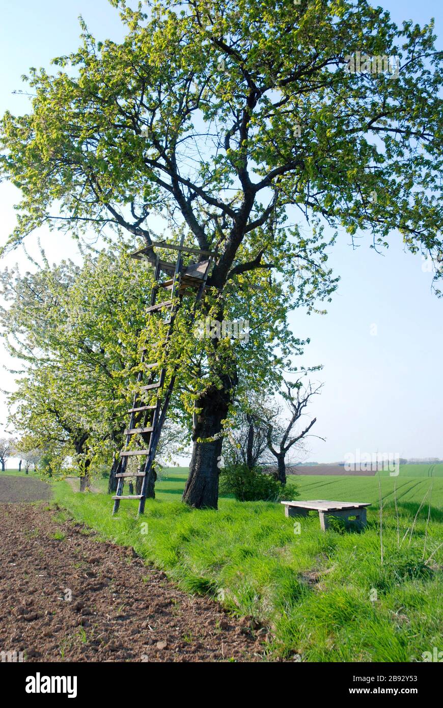 Hunters place construction inside a tree with a bench Stock Photo - Alamy