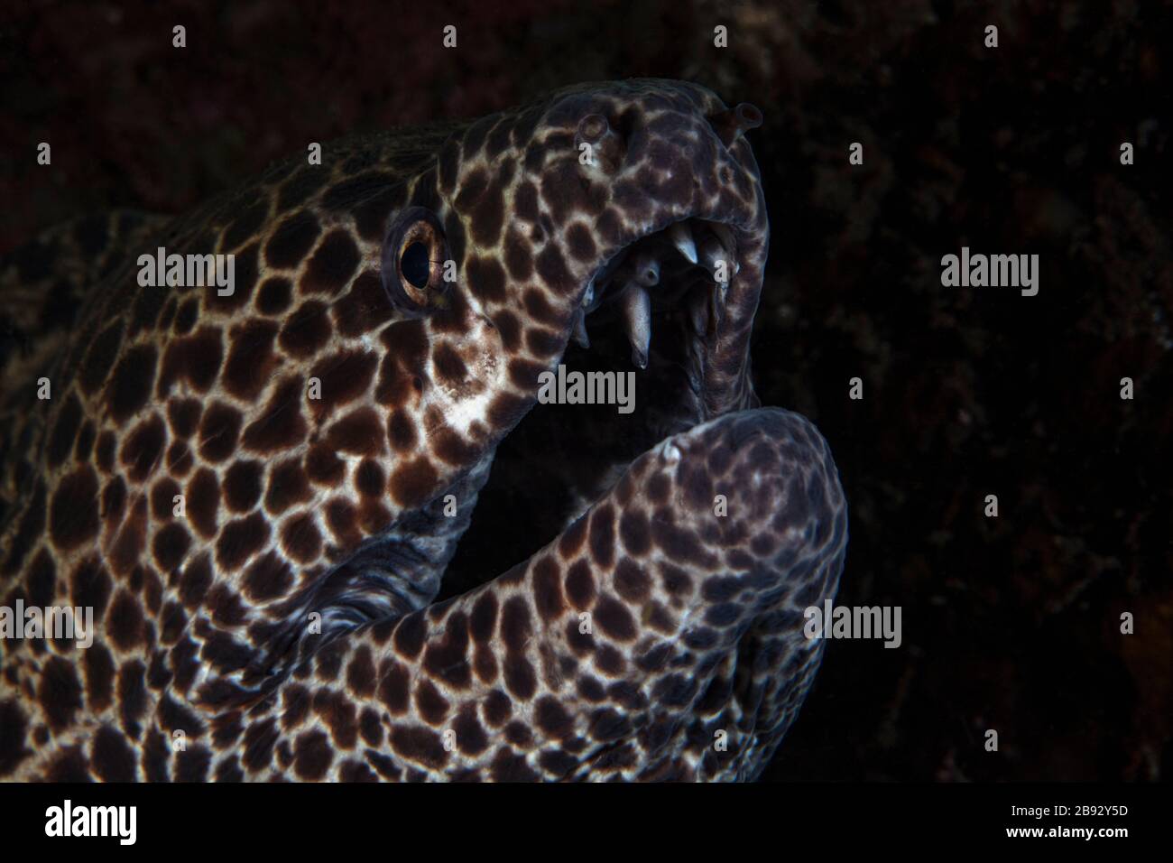 Smile of Moray eel (Gymnothorax favagineus). Underwater photography ...