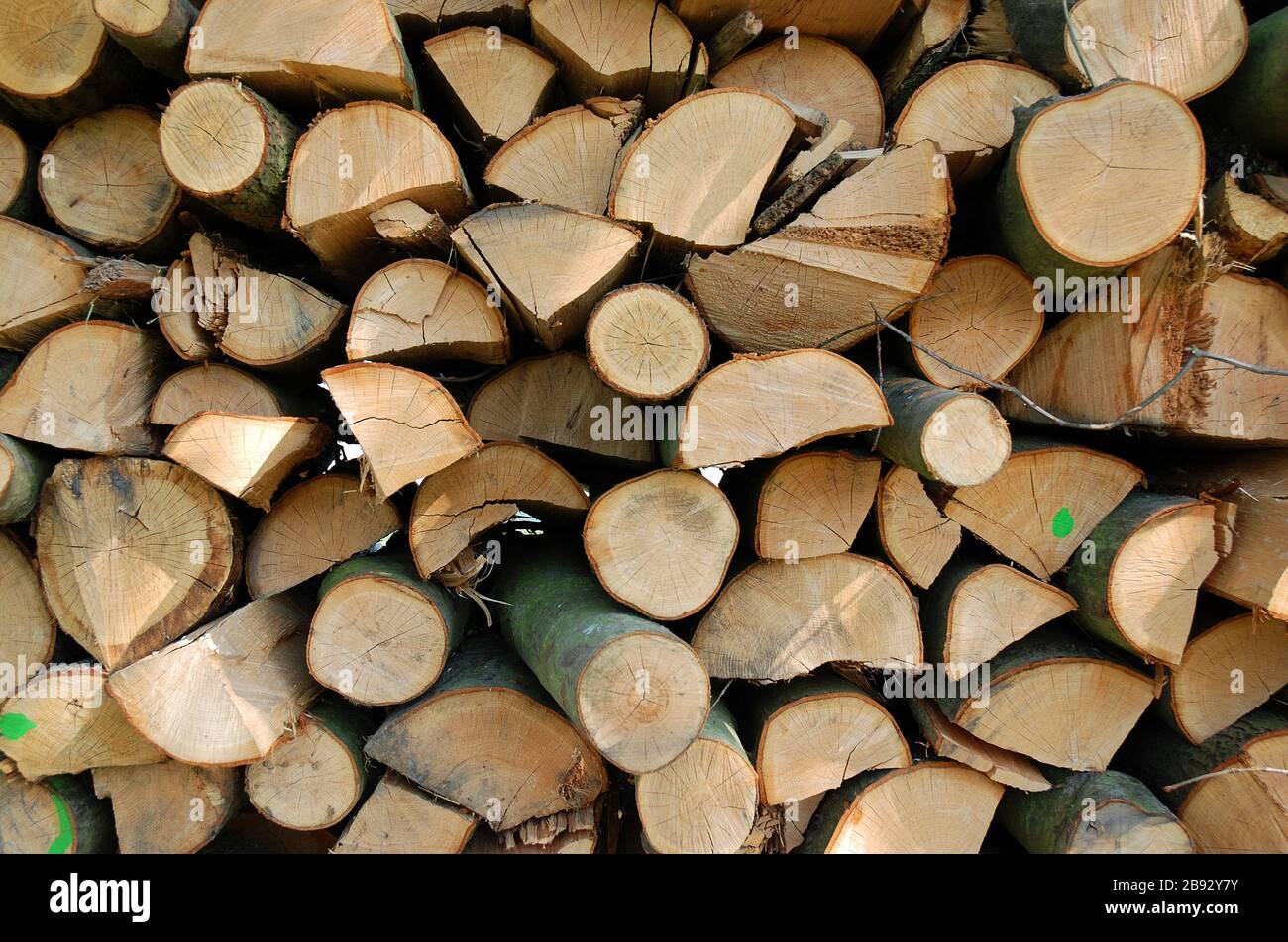 Cutted Wood High Resolution Stock Photography and Images - Alamy