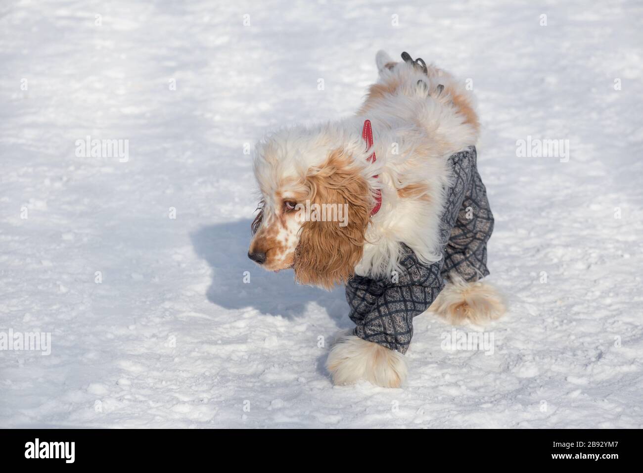 Cute english cocker spaniel in beautiful pet clothing is walking in the ...