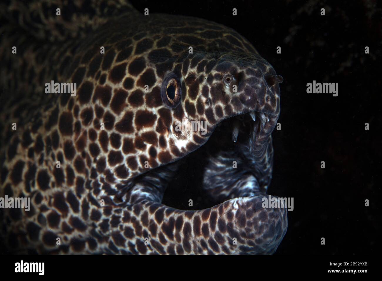 Smile of Moray eel (Gymnothorax favagineus). Underwater photography ...
