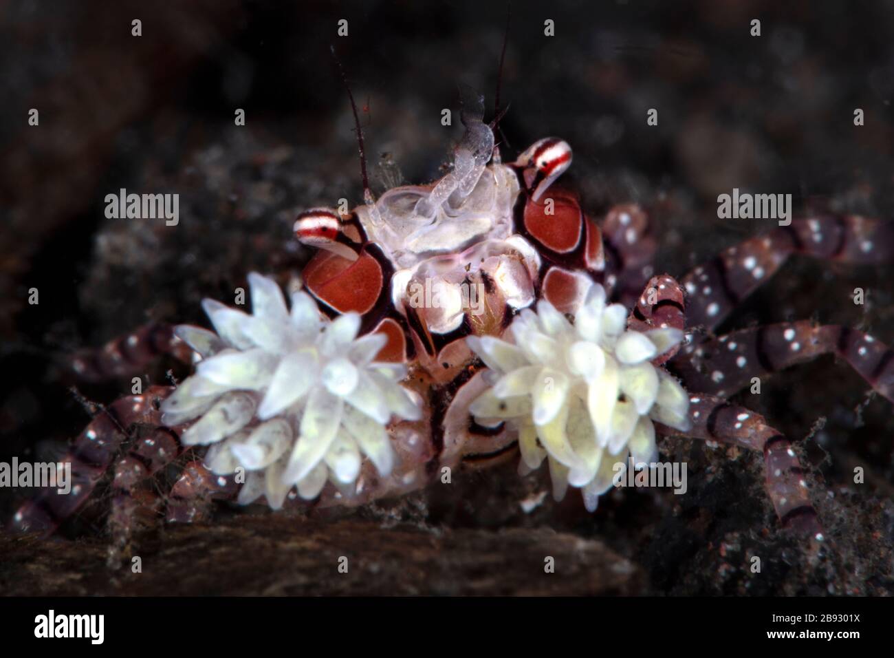 Pom-pom crab or boxer crab ( Lybia tesselata ). Underwater macro ...