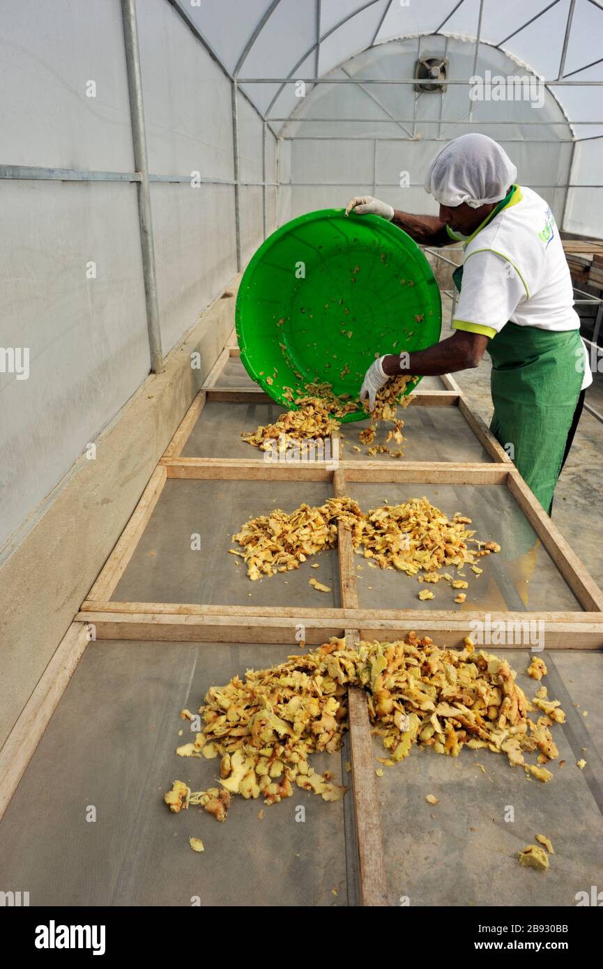Sri Lanka, Monaragala, spice factory, ginger drying Stock Photo - Alamy