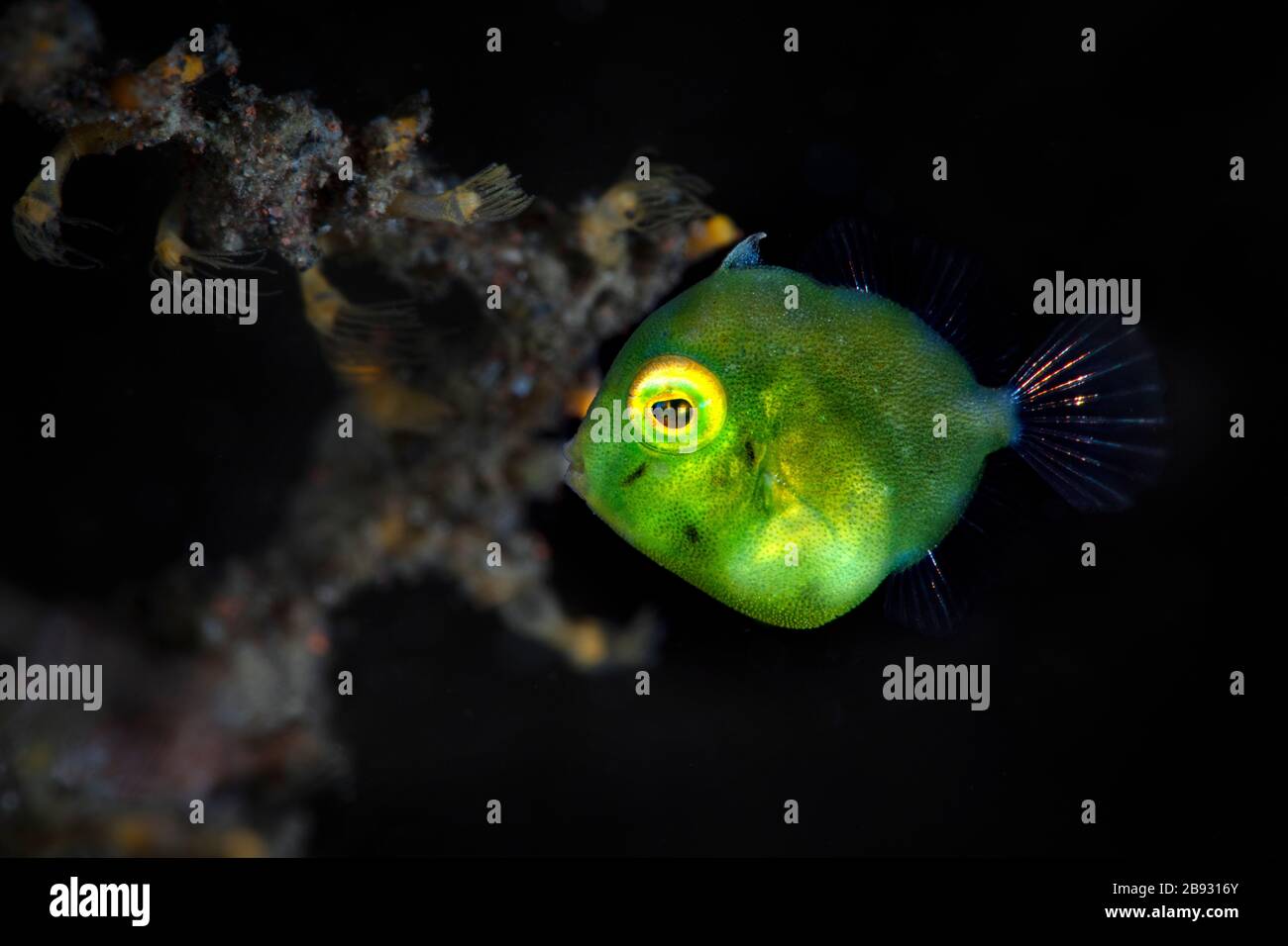 Diamond Filefish (Rudarius excelsus). Underwater macro photography from ...