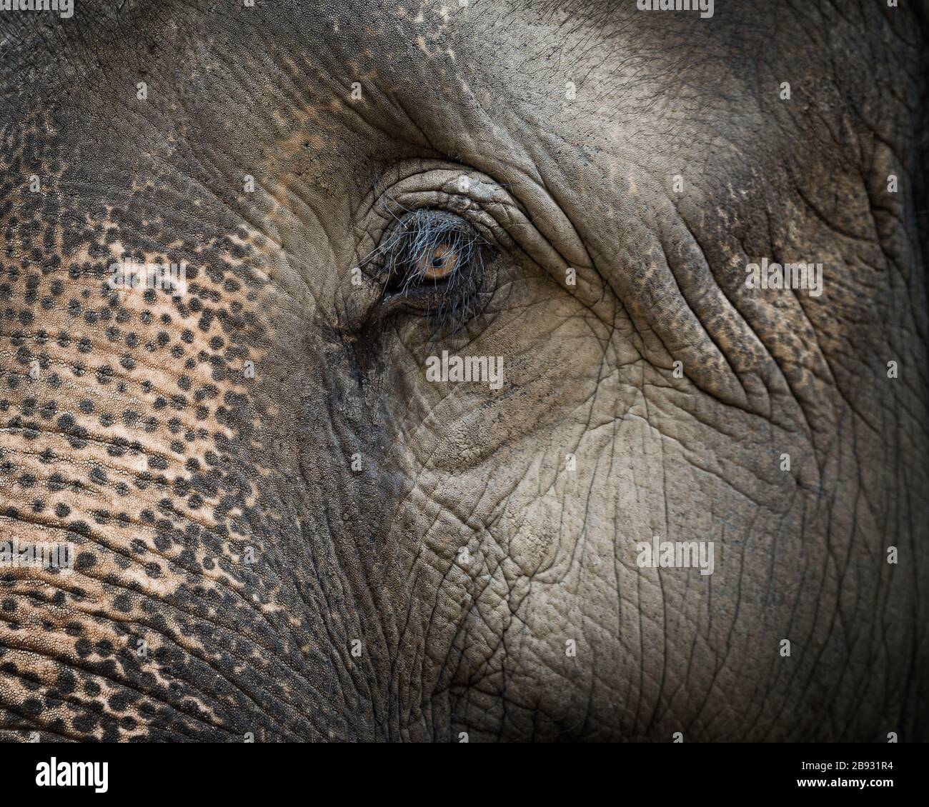 Closeup on elephant face Stock Photo - Alamy