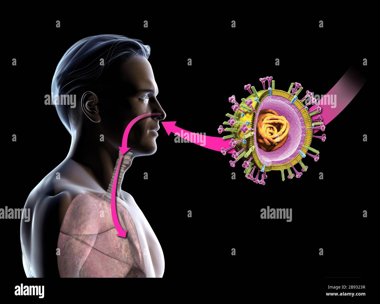3D illustration showing influenza viruses with RNA, surface proteins ...