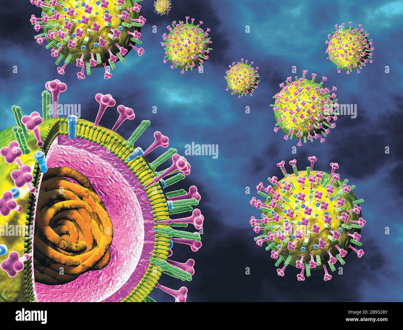 3D illustration showing influenza viruses with RNA, surface proteins ...