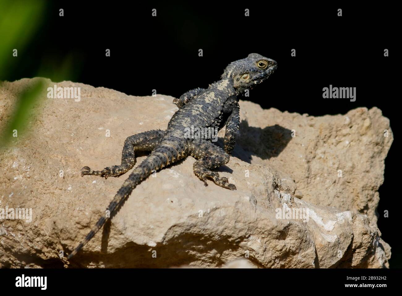 Bearded Dragon lizard sunbathing on rock Stock Photo - Alamy